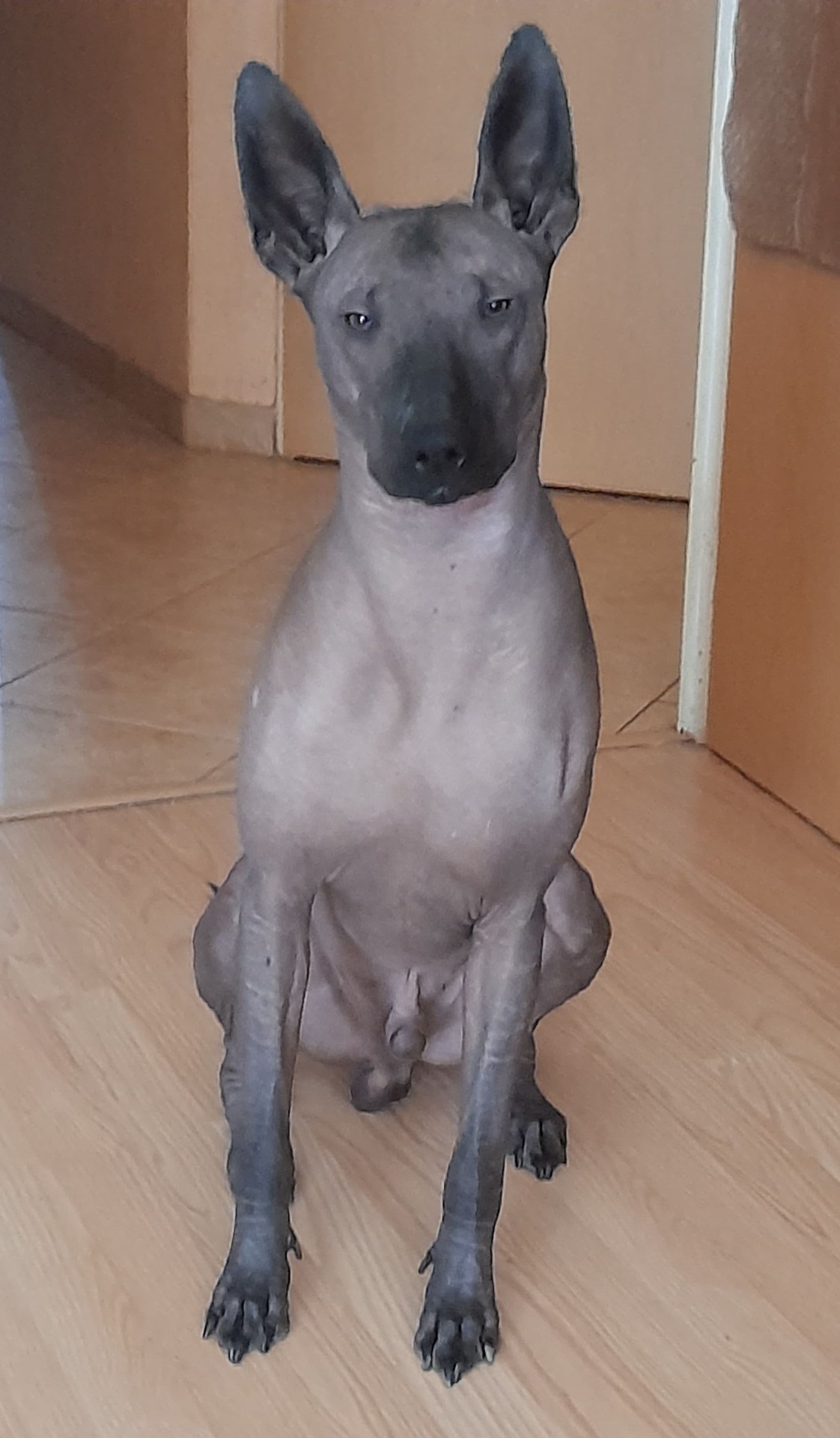 NOVINKY | NEWS :: Mexický naháč | Xoloitzcuintle standard