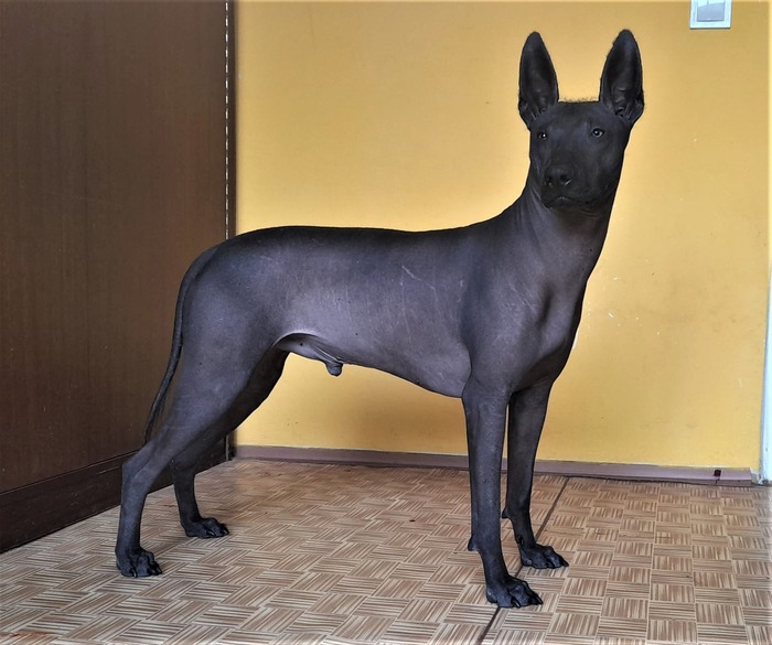 NOVINKY | NEWS :: Mexický naháč | Xoloitzcuintle standard